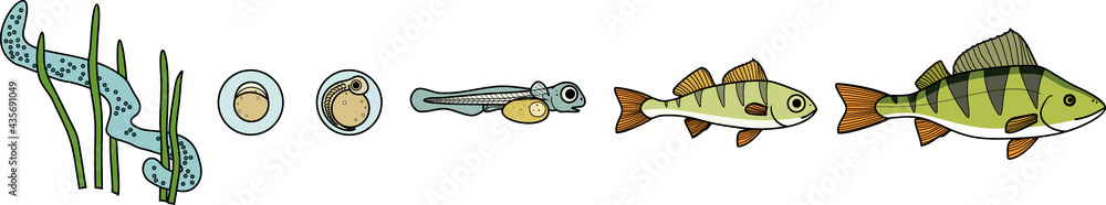 Fish life cycle. Sequence of stages of development of perch (Perca ...