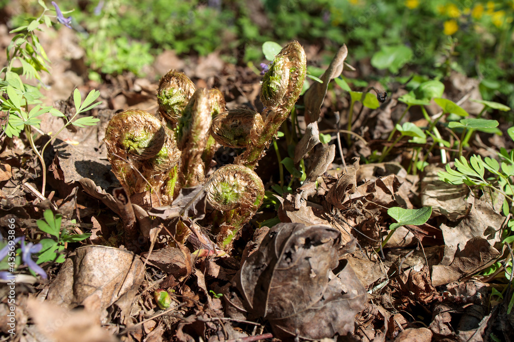 Pteridium aquilinum, also known as eagle fern, is a species of fern ...