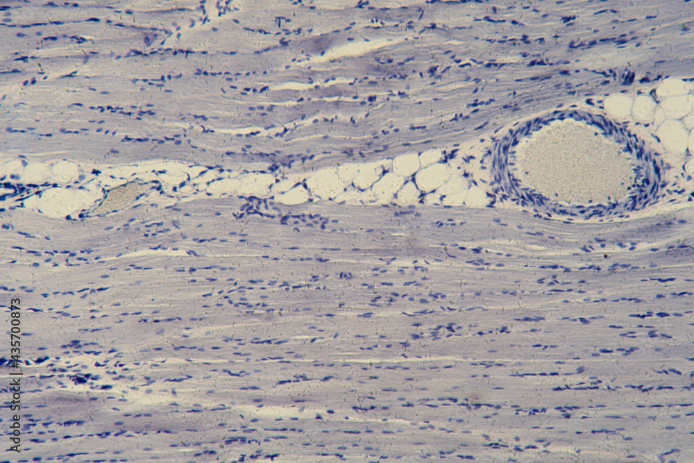 Human skeletal muscle under the microscope Stock Photo | Adobe Stock