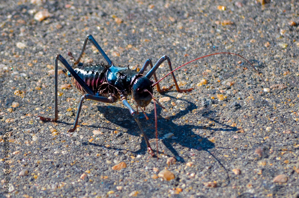 Armoured cricket on the road in autumn South Africa, Kruger National ...