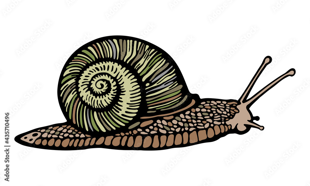 Snail Drawing Label