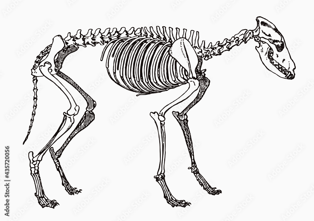 Skeleton of wolf, canis lupus in profile view, after antique engraving ...
