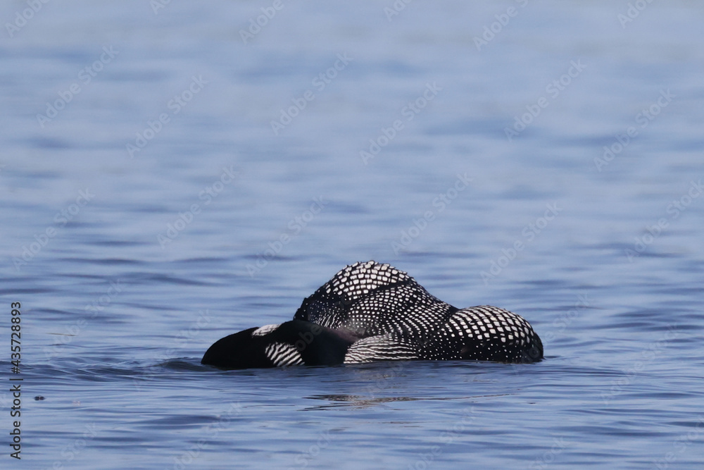 Common Loon on lake on beautiful early summer day, preening, swimming ...