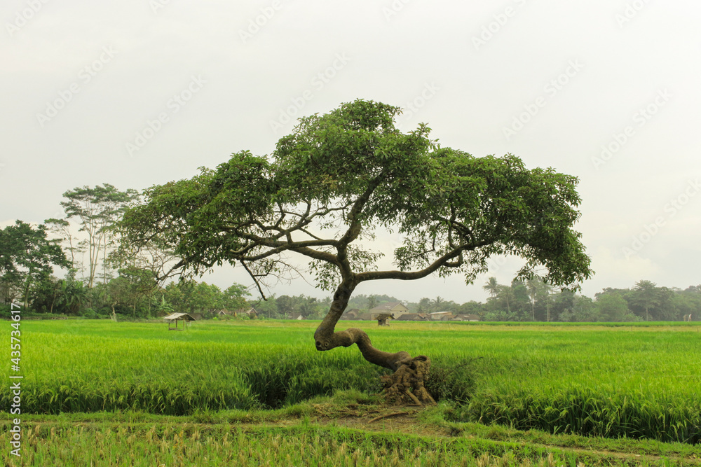 Pohon pengantin or Bridal Tree is a Unique tree in the middle of the ...