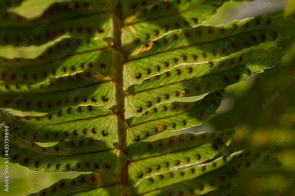 Sorus or sori structures of the underside fern leaves, produce spores ...