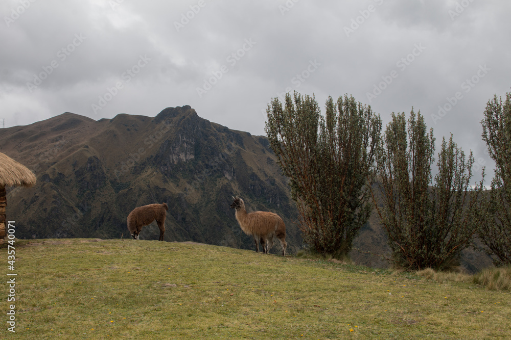 Llamas en Ecuador un animal común de los páramos andinos Stock Photo ...