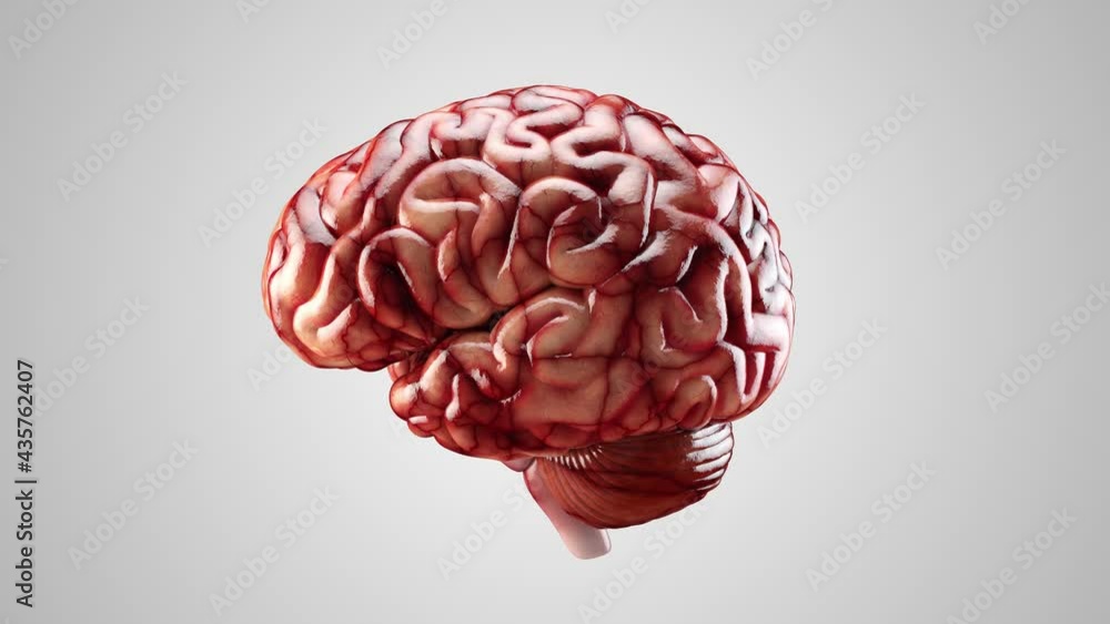 Anatomically accurate realistic 3d animation of human internal organ ...