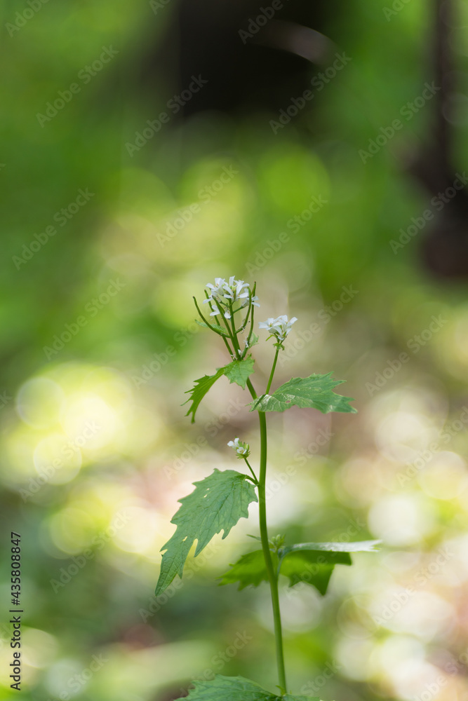 Medicinal plants. Beautiful fresh leaves and white flowers of Petiolate ...