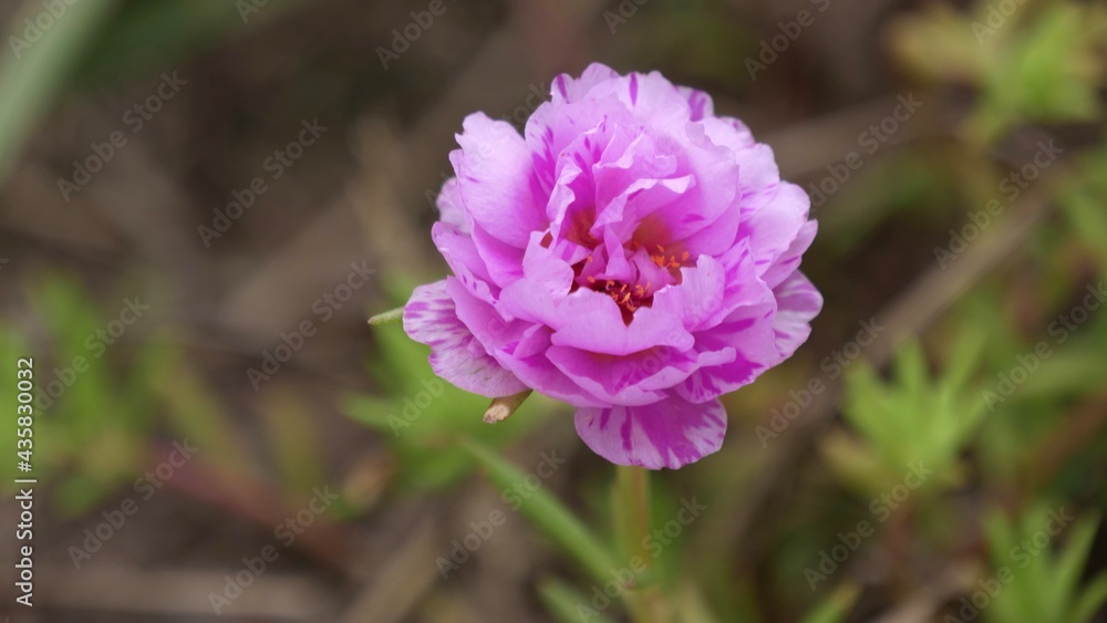 Portulaca grandiflora common names, including rose moss, eleven o'clock ...