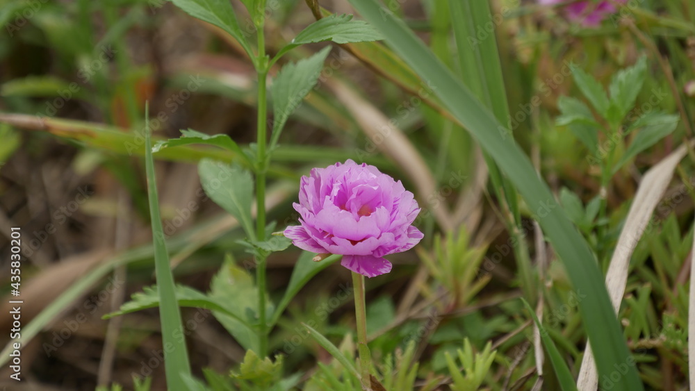 Portulaca grandiflora common names, including rose moss, eleven o'clock ...