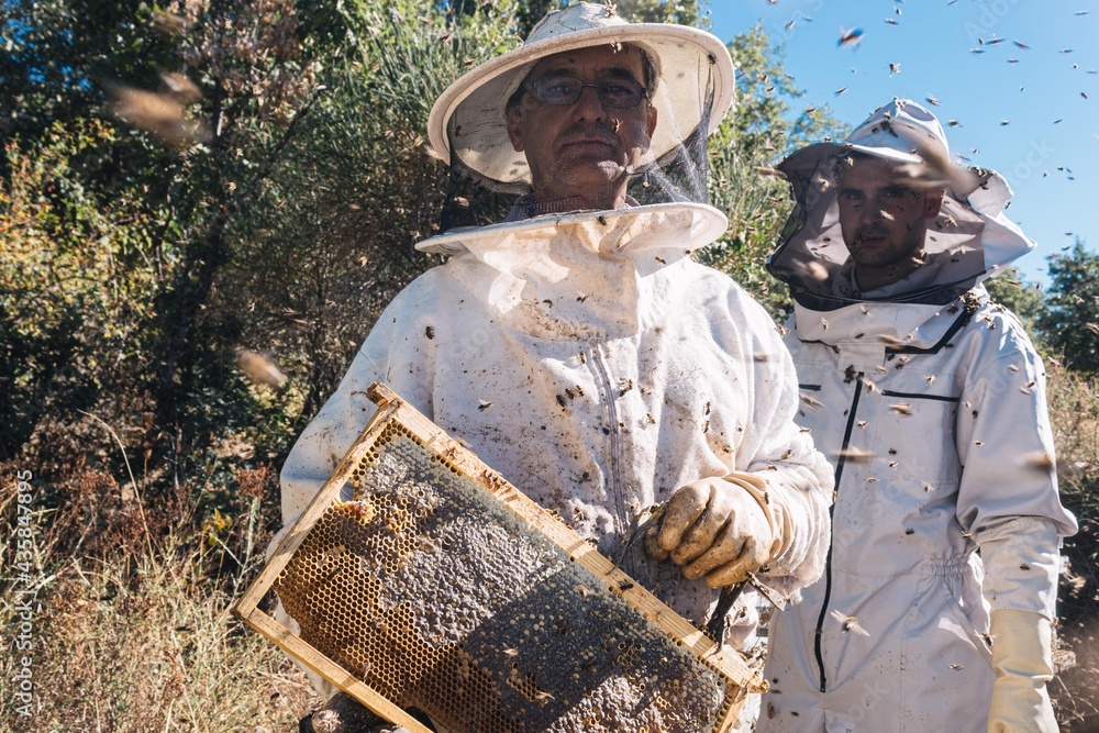 two male beekeepers wearing overalls, gloves and bee sting mask for ...