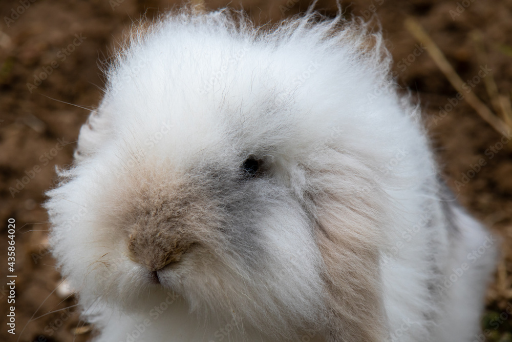 White Mini Lop Rabbit