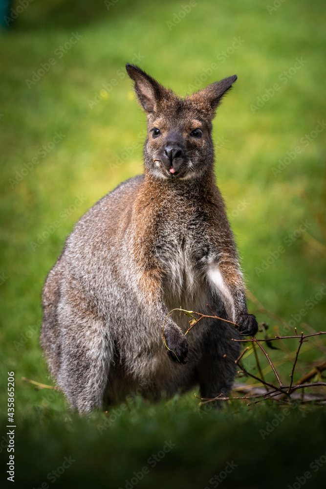 Kangaroo symbol of Australia Stock Photo | Adobe Stock