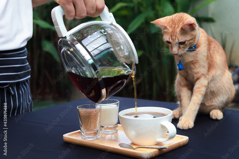pouring coffee into cup and cat is on the table. Funny photo with ...