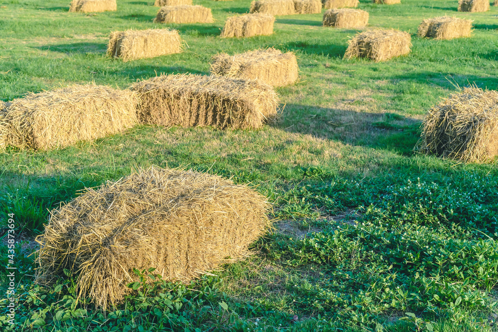 Seats and tables made from straw bales for event and party laid on lawn ...