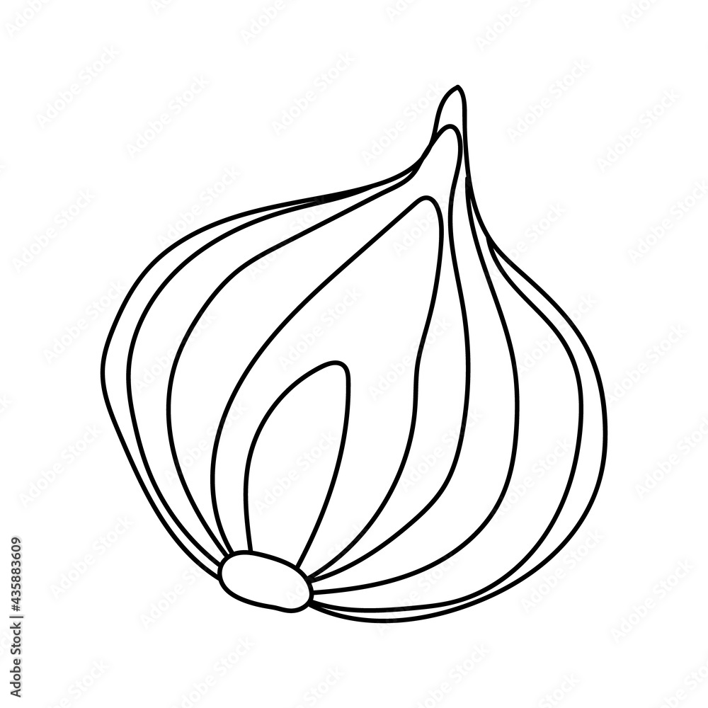 Hand drawn outline onion in section. Vegetarian healthy food. Vegan ...