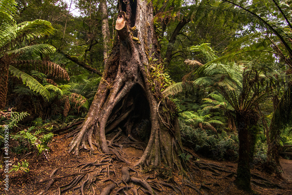 Unusual tree with a large hole in the trunk in a rainforest with ...
