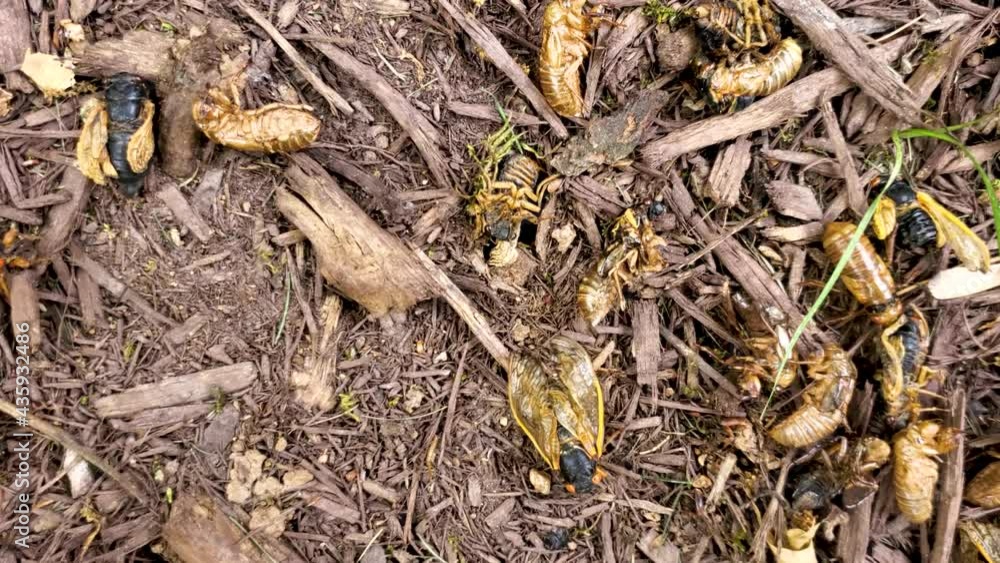 Brood X group of periodical cicadas emerge synchronously every 17 years ...