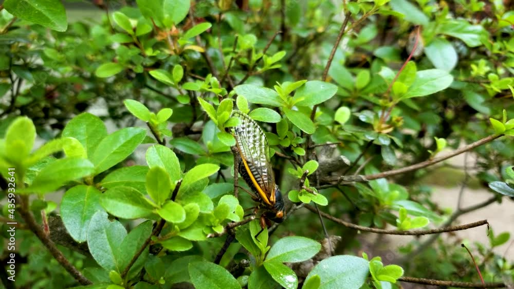 Brood X group of periodical cicadas emerge synchronously every 17 years ...