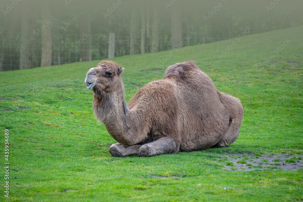 Bactrian camel sitting in the grass, Camelus bactrianus is a large ...