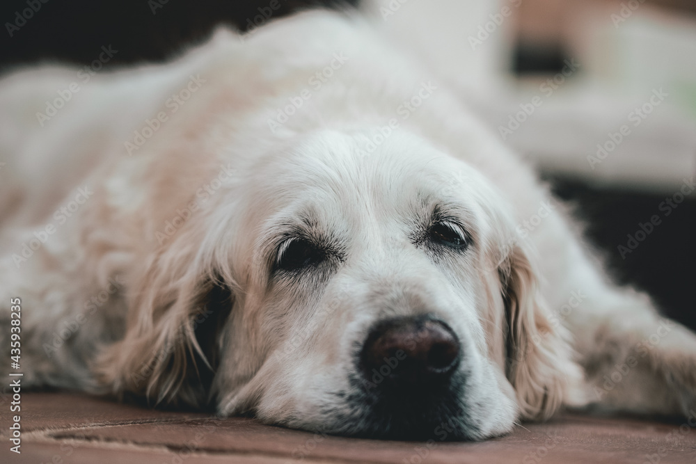 Beautiful white golden retriever with tired face lying on the ground ...