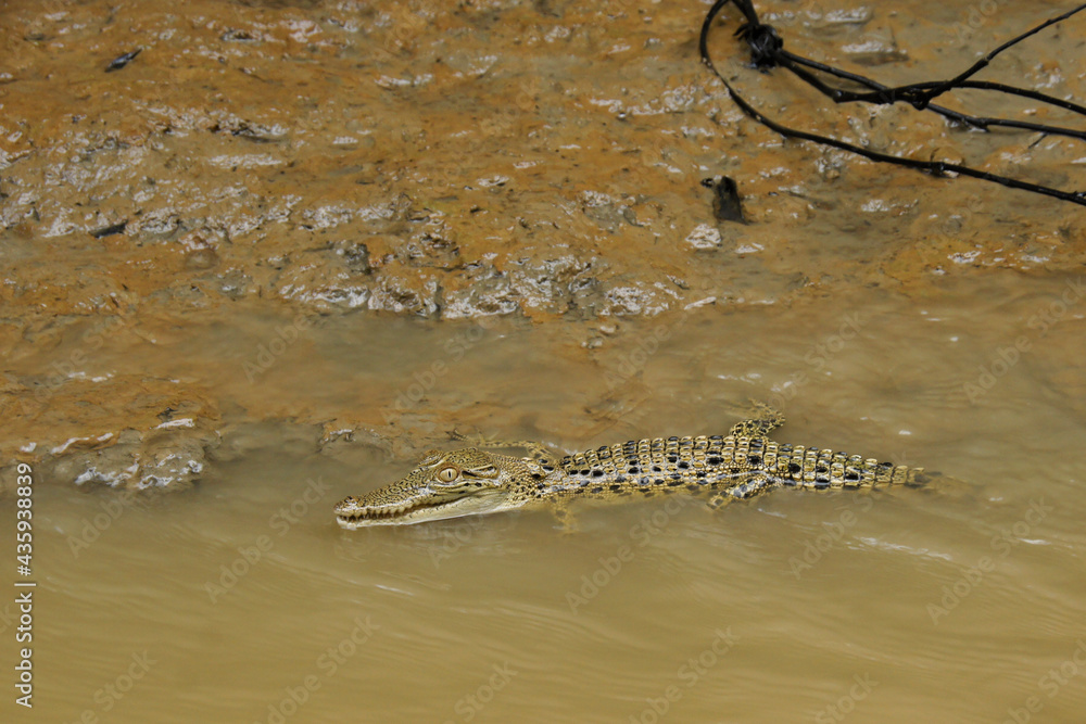 Young saltwater (estuarine) crocodile in shallow water of Sungai ...