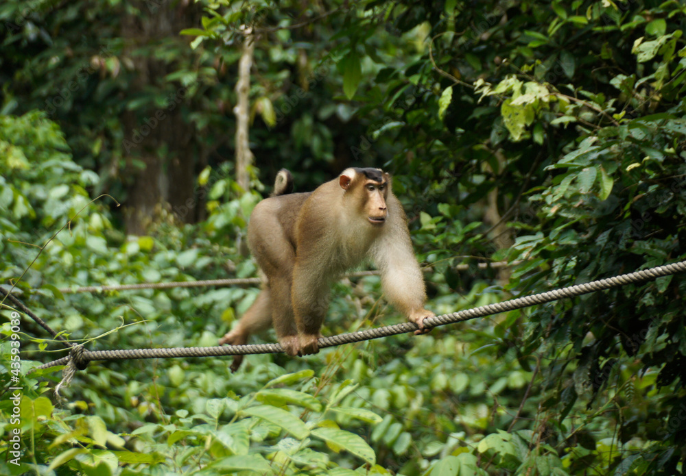 Foto de Male pig-tailed macaque (pig-tail macaque, southern pig-tailed ...