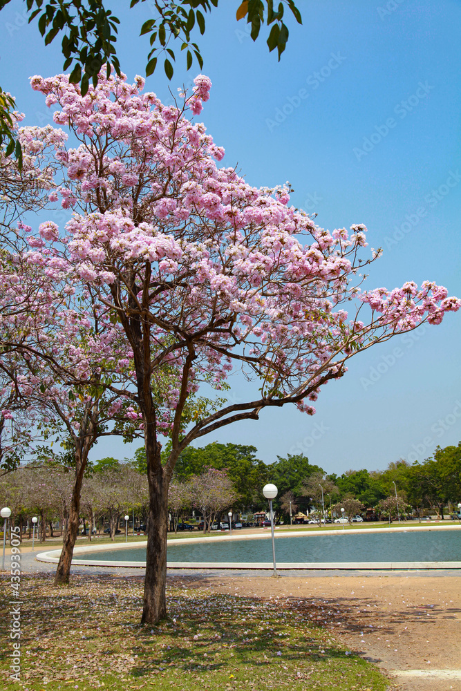 bloom of Tabebuia Rosea tree (Rosy trumpet tree ) in Thailand Stock ...