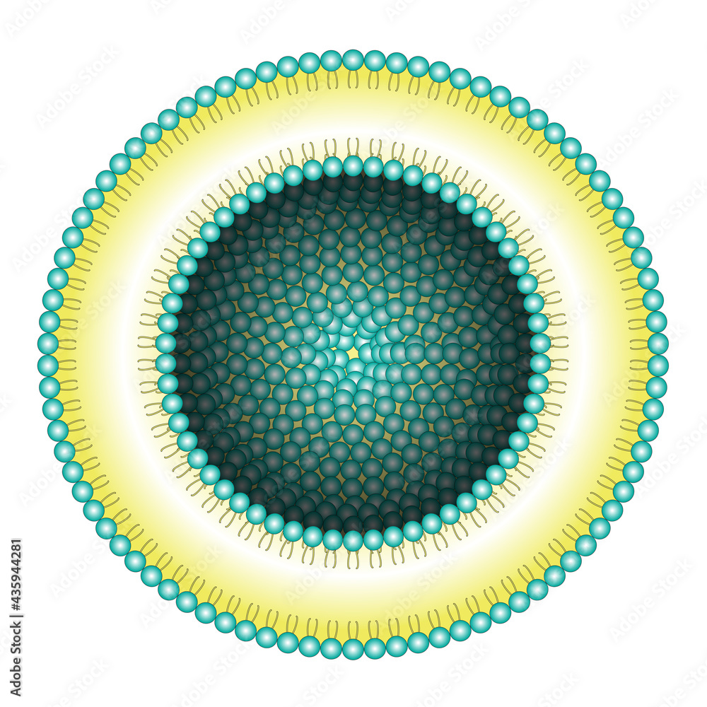 Liposome structure vector illustration Stock Vector | Adobe Stock