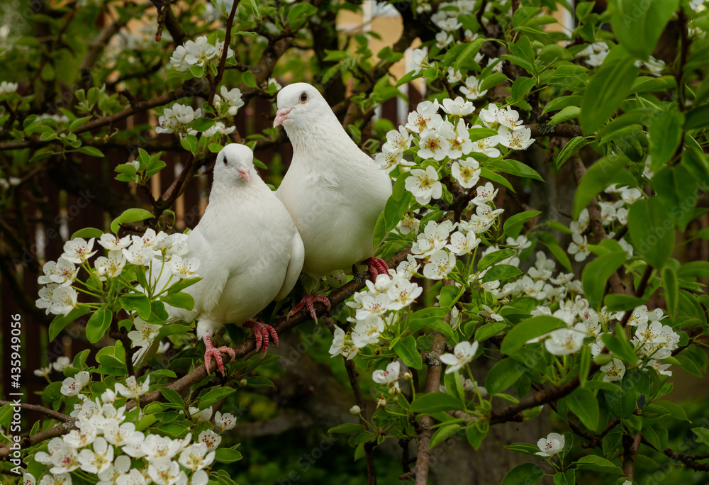 Two white doves with love. Valentine and Sweetest day concept. Couple ...