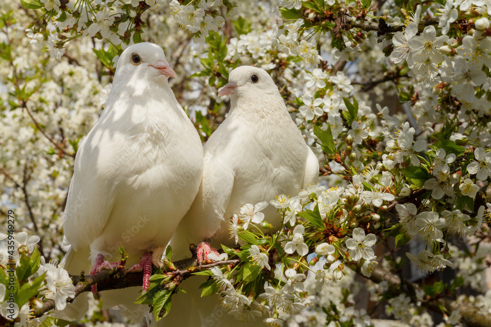 Two white doves with love. Valentine and Sweetest day concept. Couple ...