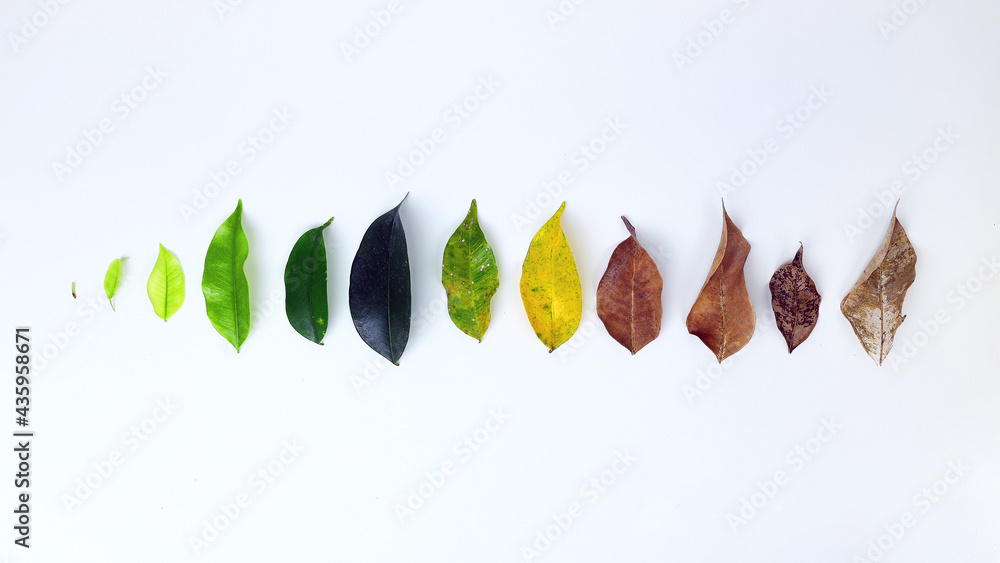 Different stages of life. Life cycle. Aging, Growth, Death. Phases of ...