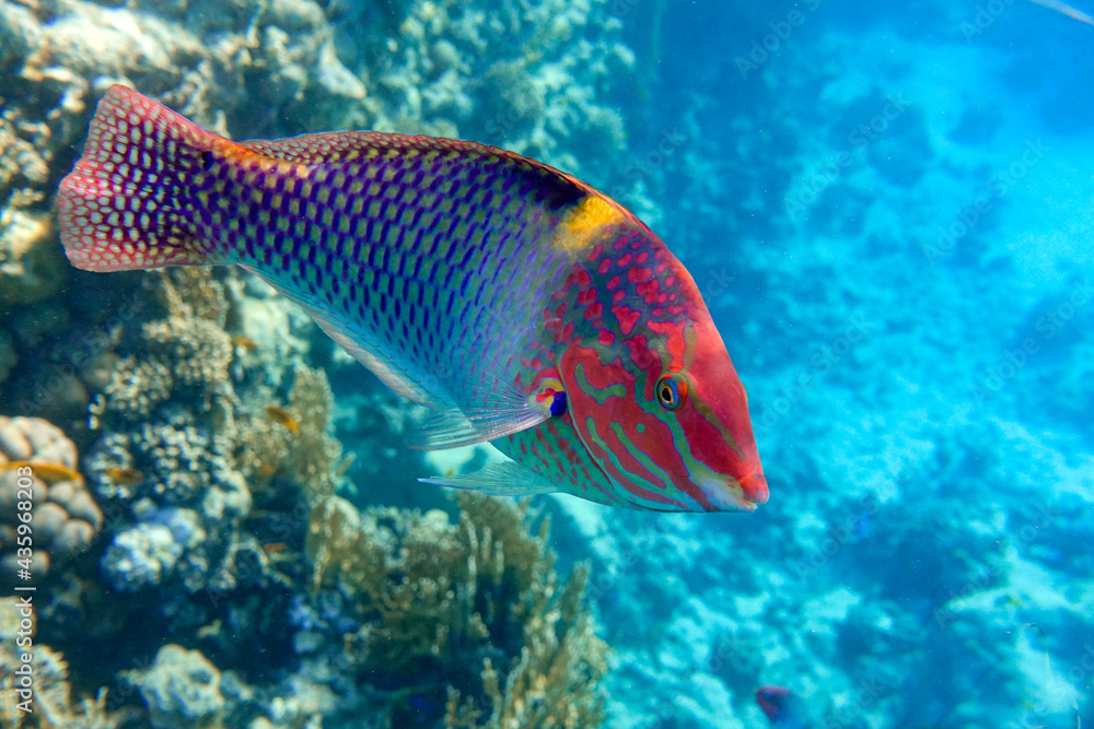 Coral fish - Checkerboard wrasse - (Halichoeres hortulanus) - Red Sea ...