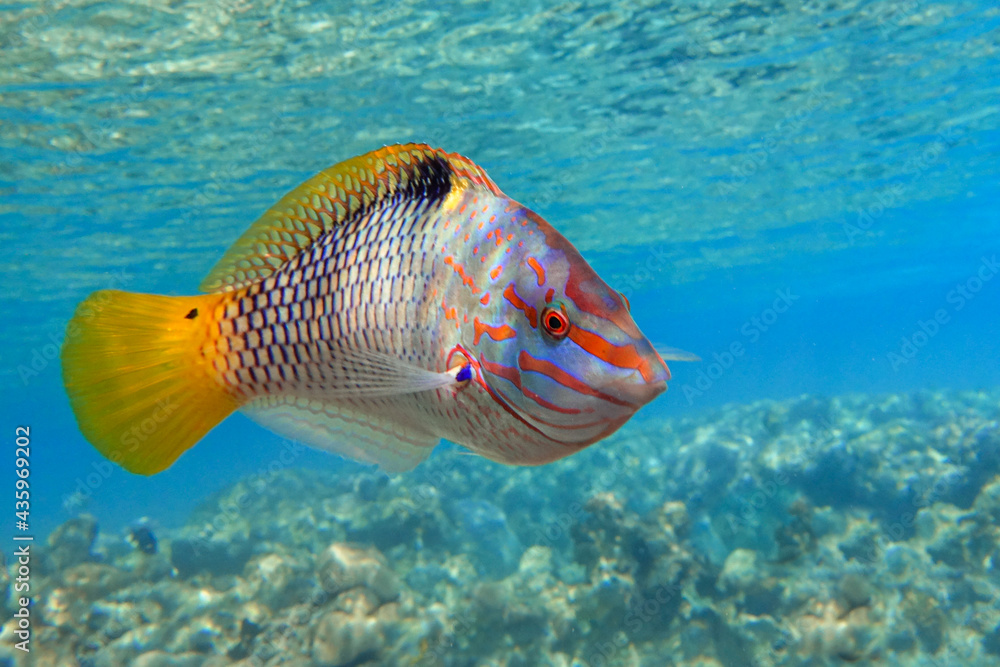 Coral fish - Checkerboard wrasse - (Halichoeres hortulanus) - Red Sea ...