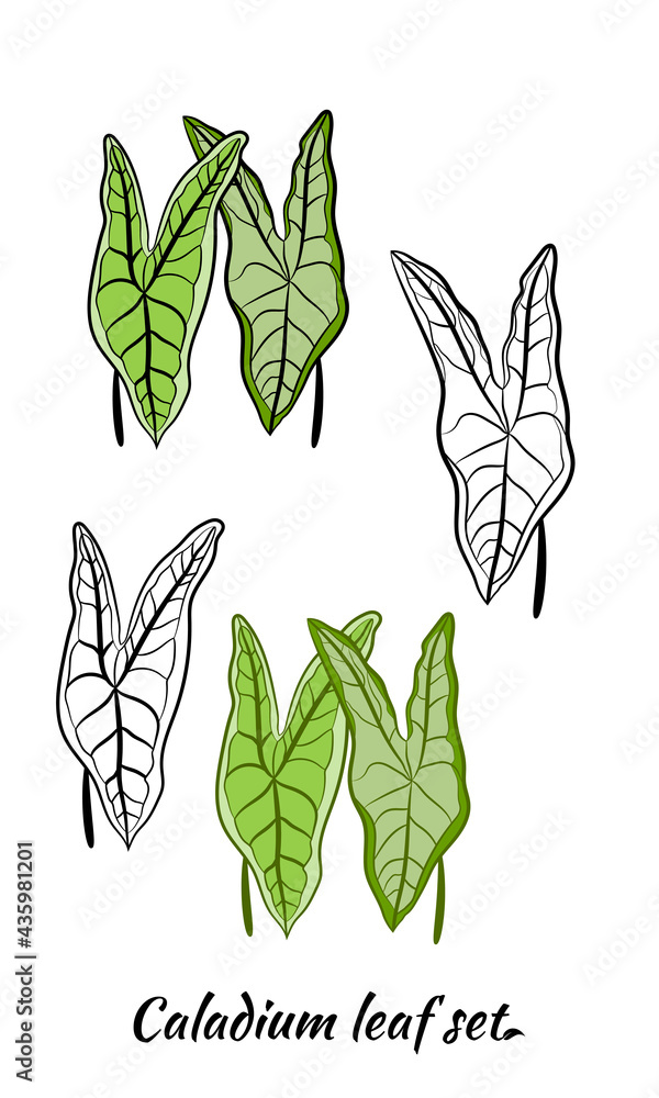 Caladium. Caladium leaf set. The leaves of the caladium plant. Hand ...