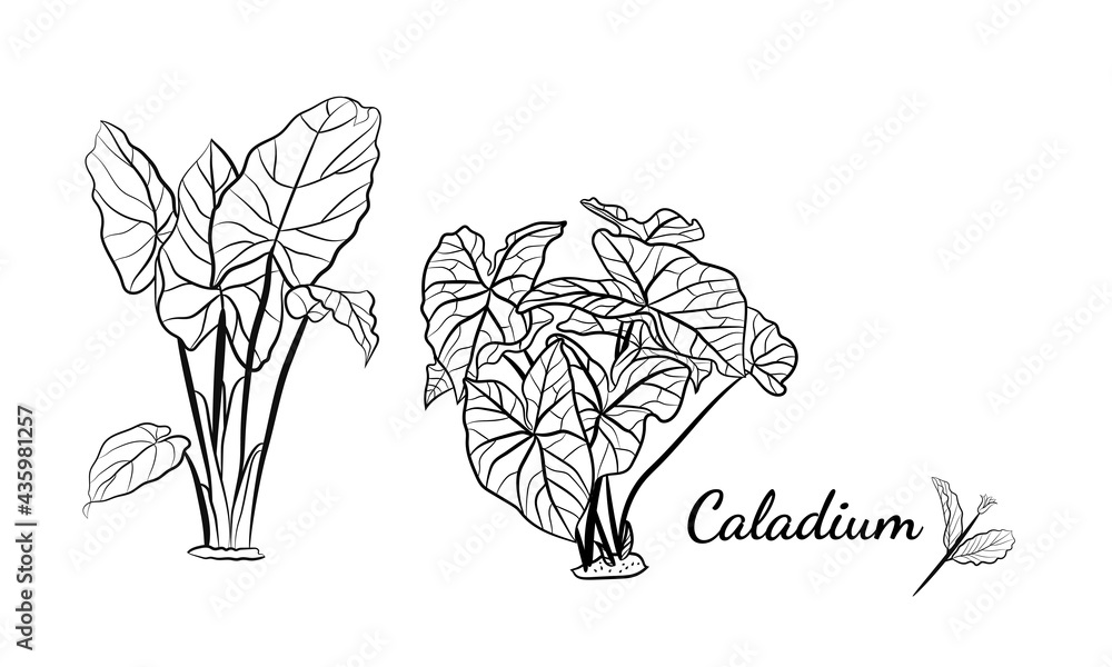 Caladium. Caladium leaf set. The leaves of the caladium plant. Hand ...
