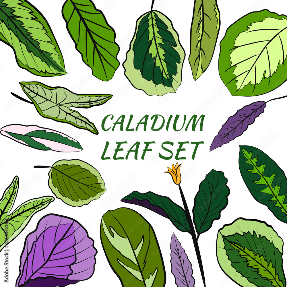 Caladium. Caladium leaf set. The leaves of the caladium plant. Hand ...