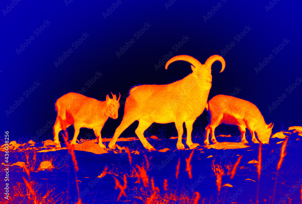 Ibexes, wild goat. Scanning the animal's body temperature with a ...