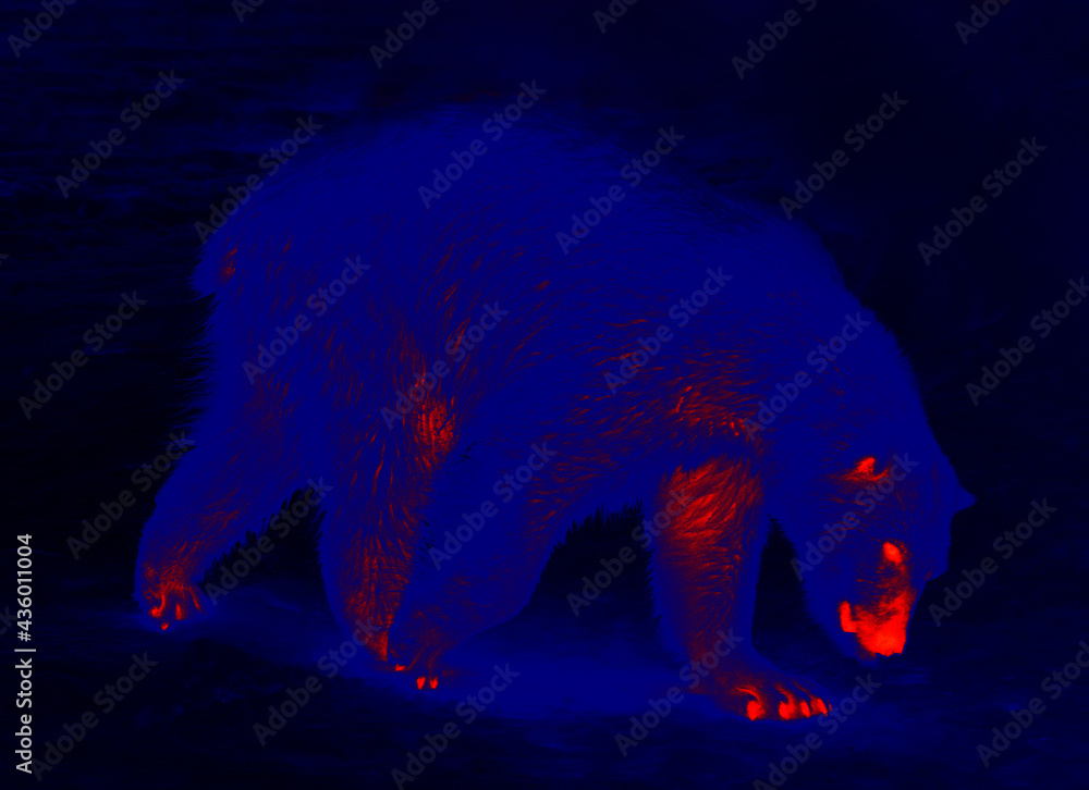 Polar bear in the polar night. Scanning the animal's body temperature ...