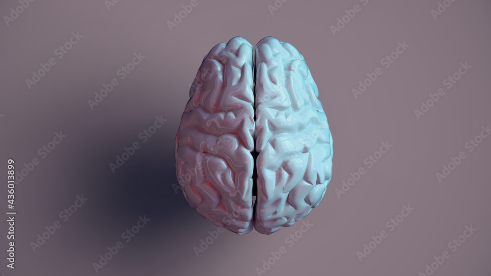 3D-Modell: Menschliches Gehirn solo von oben [Neocortex] Großhirn mit ...