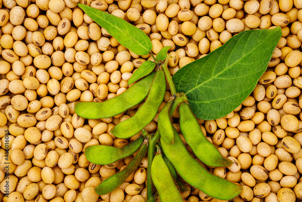 Soya Beans Seeds