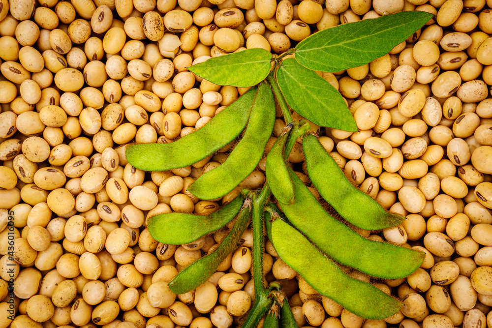 Soy bean, close up. Green soybean pod on dry soy beans background. Soy ...