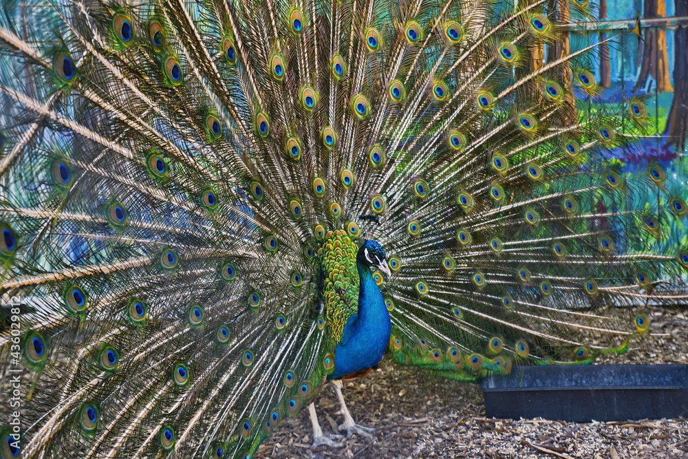 peacock spreads its tail, mating dance Stock Photo | Adobe Stock
