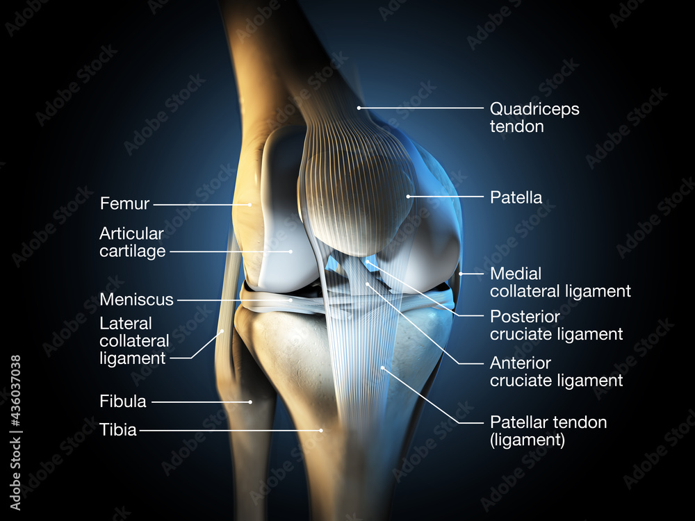 Healthy knee joint, labeled, 3D illustration Stock Illustration | Adobe ...