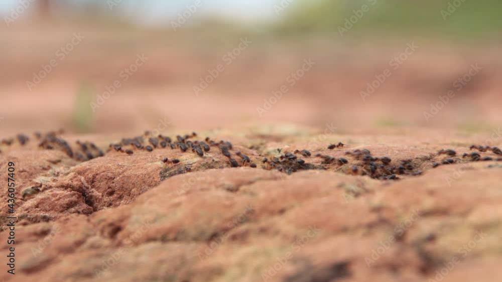 Red ants in nature are migrating, walking on the ground in a row. , to ...