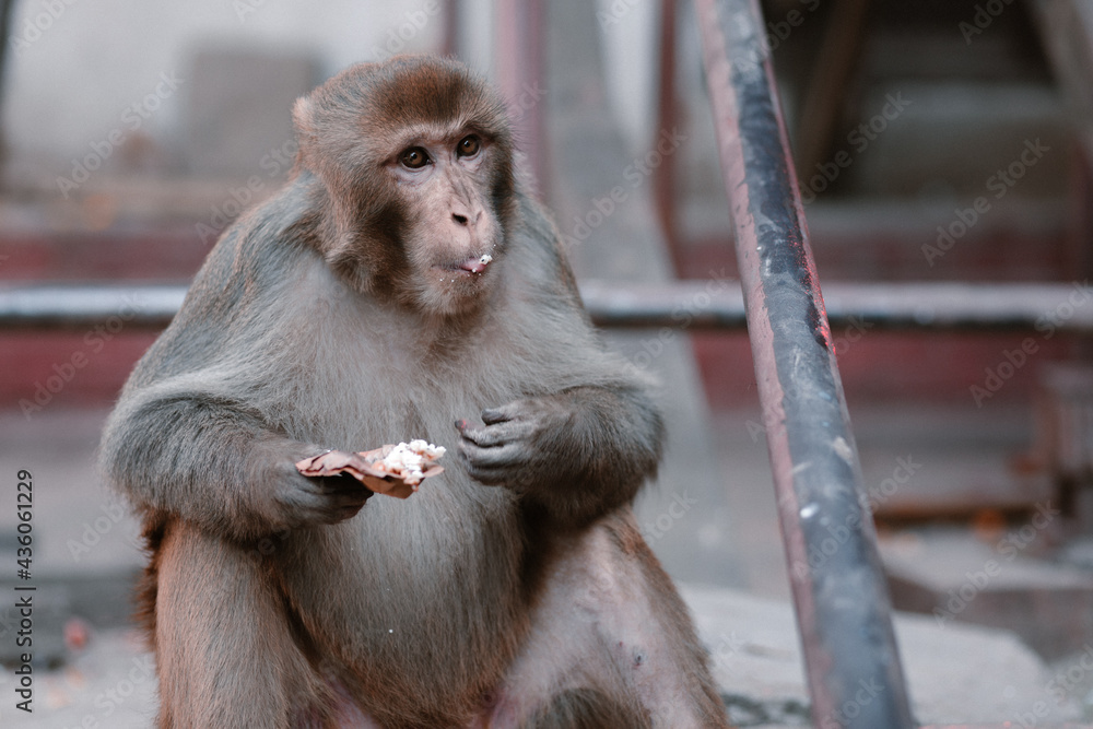 Mono comiendo en el templo de los monos del valle de Kathmandú en Nepal ...