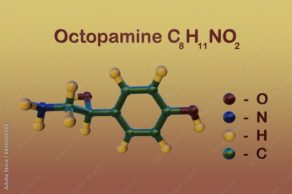 Structural chemical formula and molecular model of octopamine, a ...