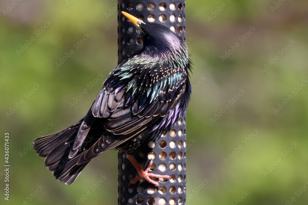 Baby European Starling