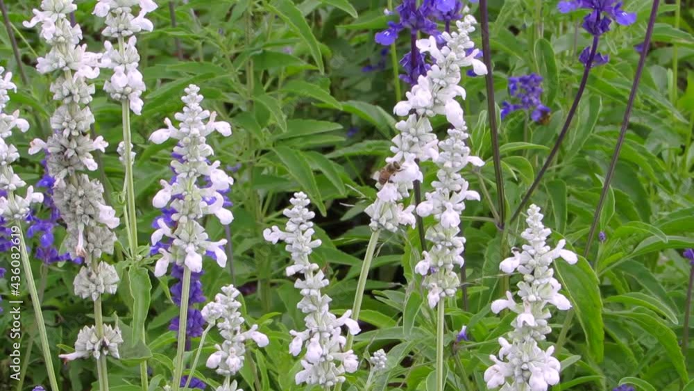 Unusual pure-white flowering variety of English Lavender. Lavandula ...