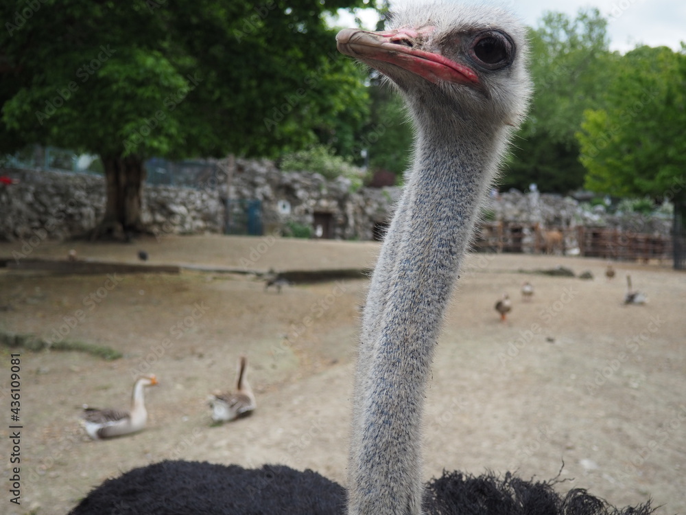African ostrich, Masai ostrich, stretched out its neck. The largest of ...